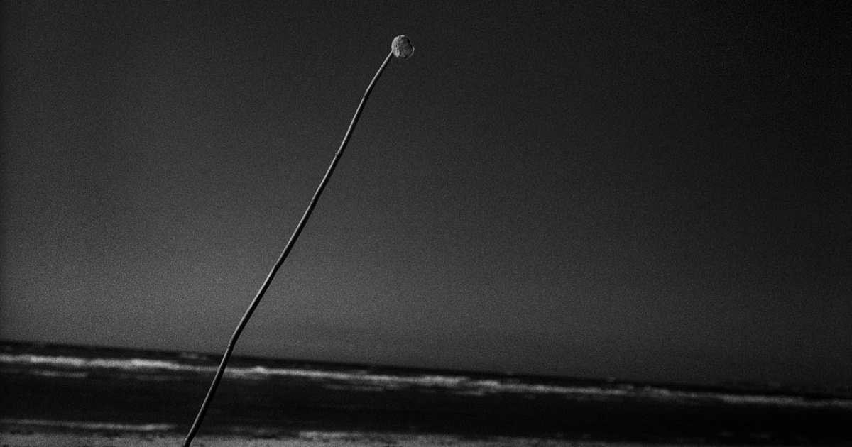 Festival Planche(s) Contact - Yusuf Sevinçli | Les filles du calvaire